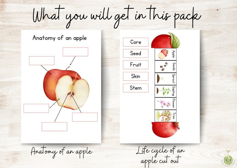 Apple Life Cycle Autumn Printable Worksheet Fall Activity for Toddlers ...