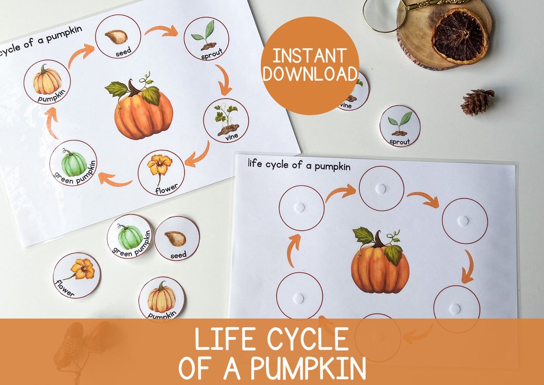 Life Cycle of a Pumpkin Activity for Toddlers Busy Book Insert Learning ...