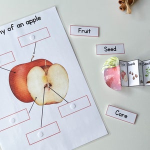 Apple Life Cycle Autumn Printable Worksheet Fall Activity for Toddlers ...