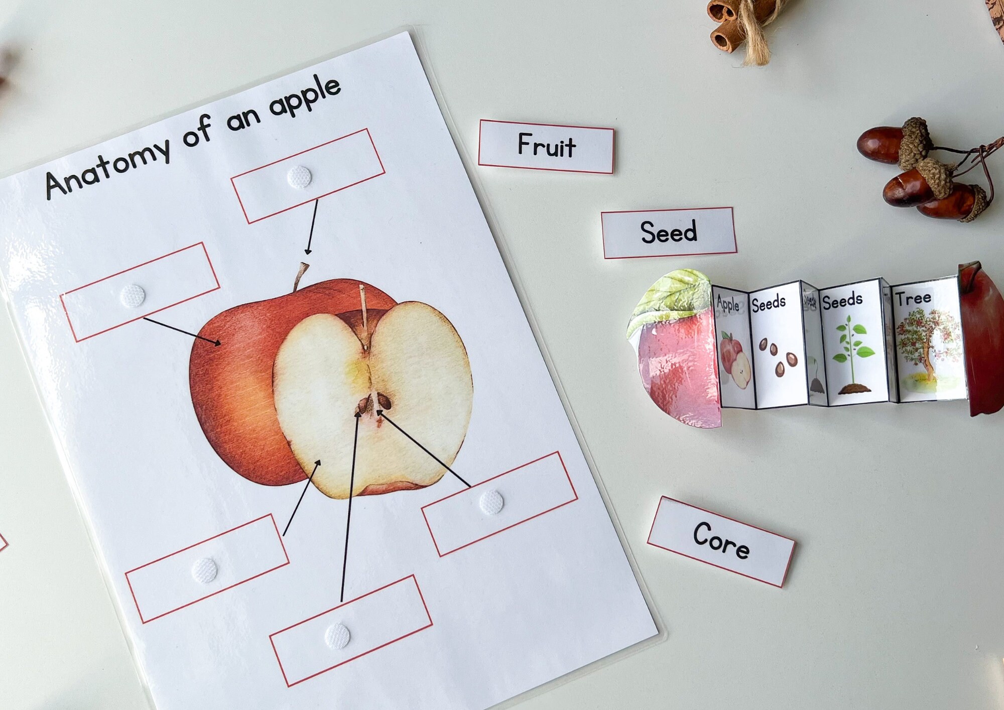 Apple Life Cycle Autumn Printable Worksheet Fall Activity for Toddlers ...