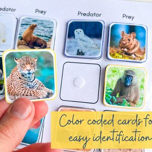 Animal Educational Activities for Preschool Predator and Prey Animal ...