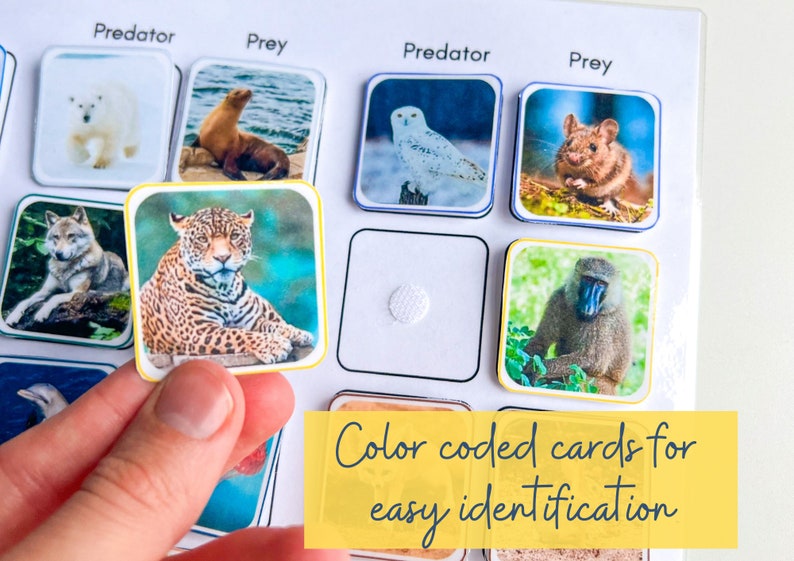 Animal Educational Activities for Preschool Predator and Prey Animal ...