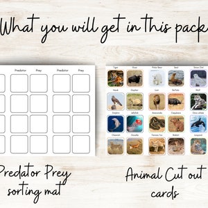 Animal Educational Activities for Preschool Predator and Prey Animal ...