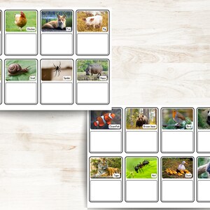 Animal Educational Activity Home Naming and Matching Printable Science ...