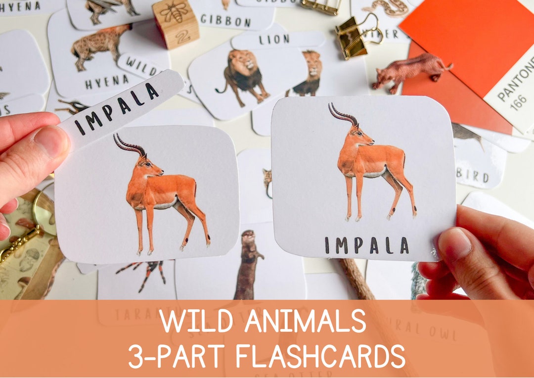 Flash Cards Montessori Cards Wild Animals A-Z Montessori Materials ...
