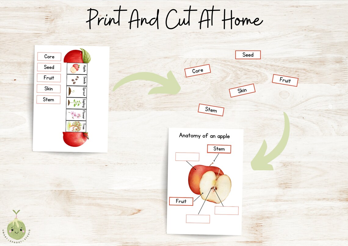 Apple Life Cycle Autumn Printable Worksheet Fall Activity for - Etsy