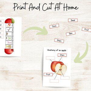 Apple Life Cycle Autumn Printable Worksheet Fall Activity for Toddlers ...