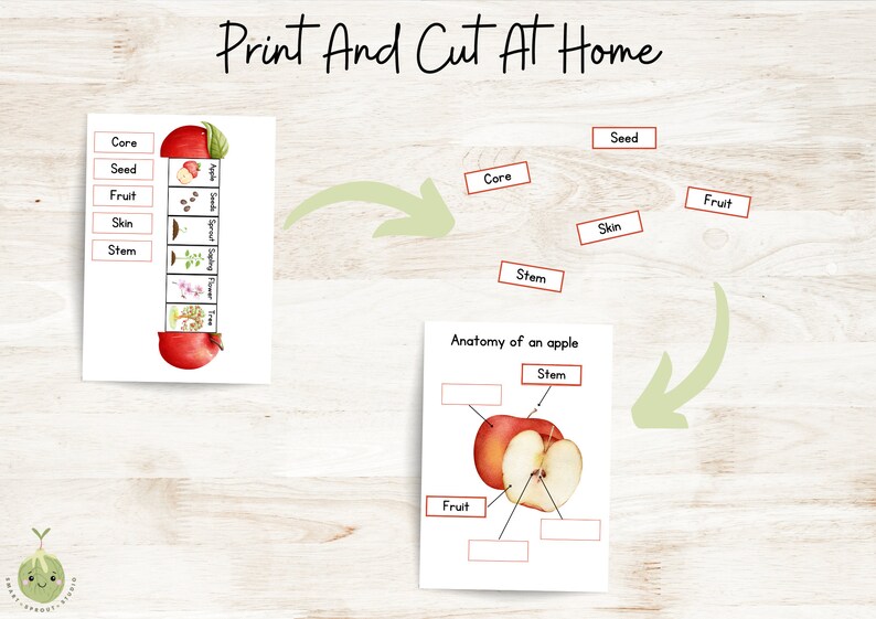 Apple Life Cycle Autumn Printable Worksheet Fall Activity for Toddlers ...