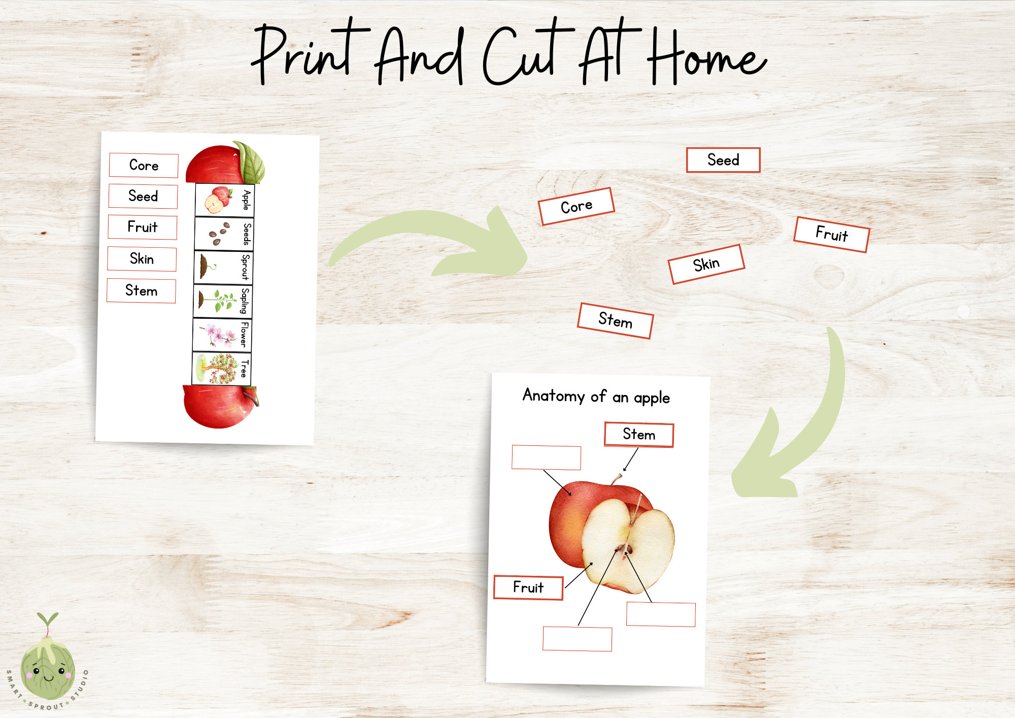 Apple Life Cycle Autumn Printable Worksheet Fall Activity for Toddlers ...