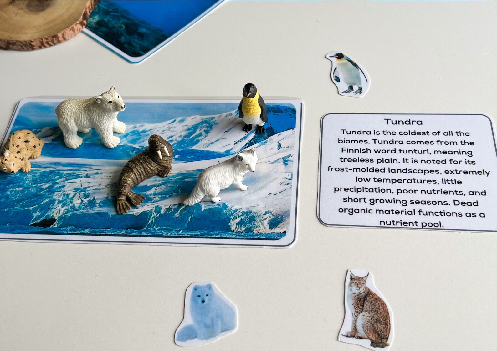 Animal Matching Habitat Unit Study Printable Homeschool Activities for ...