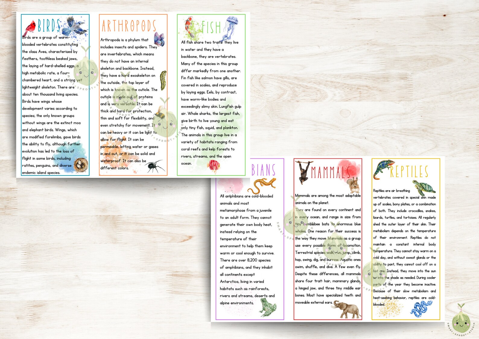 Animal Classification Anatomy Unit Study Printable Homeschool ...