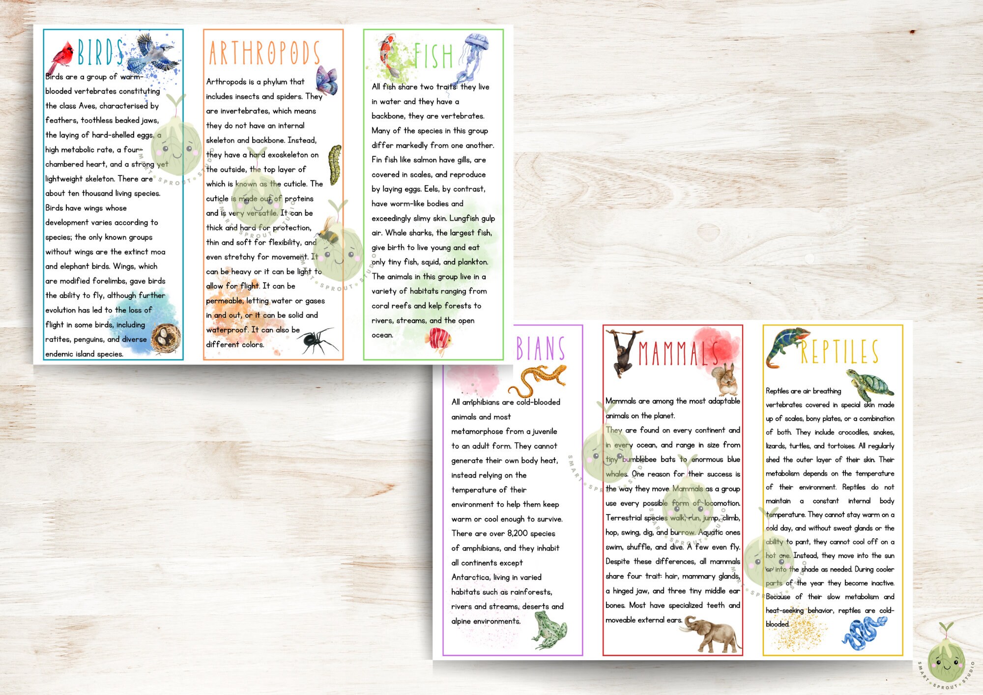Animal Classification Anatomy Unit Study Printable Homeschool ...