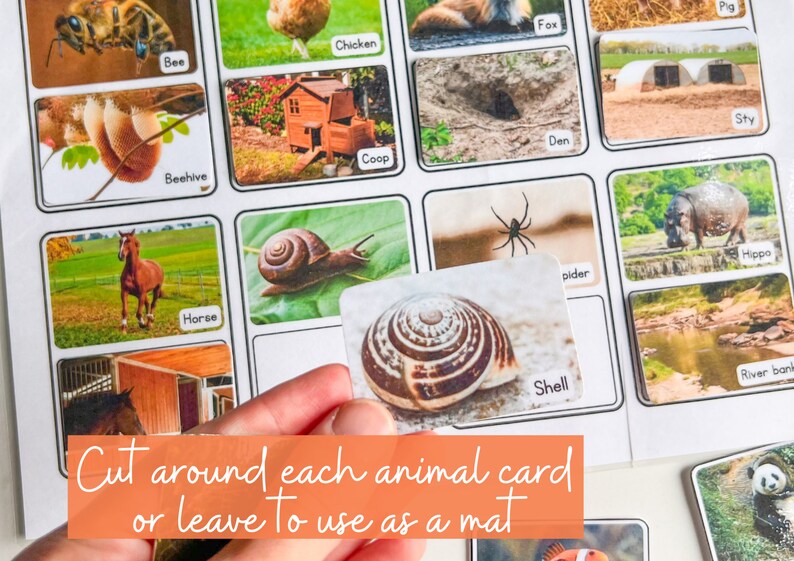 Animal Educational Activity Home Naming and Matching Printable Science ...