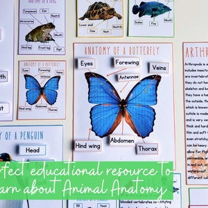 Animal Classification Anatomy Unit Study Printable Homeschool ...