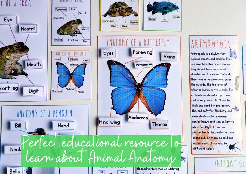 Animal Classification Anatomy Unit Study Printable Homeschool ...