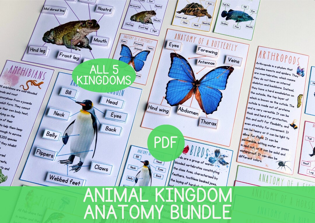Animal Classification Anatomy Unit Study Printable Homeschool ...