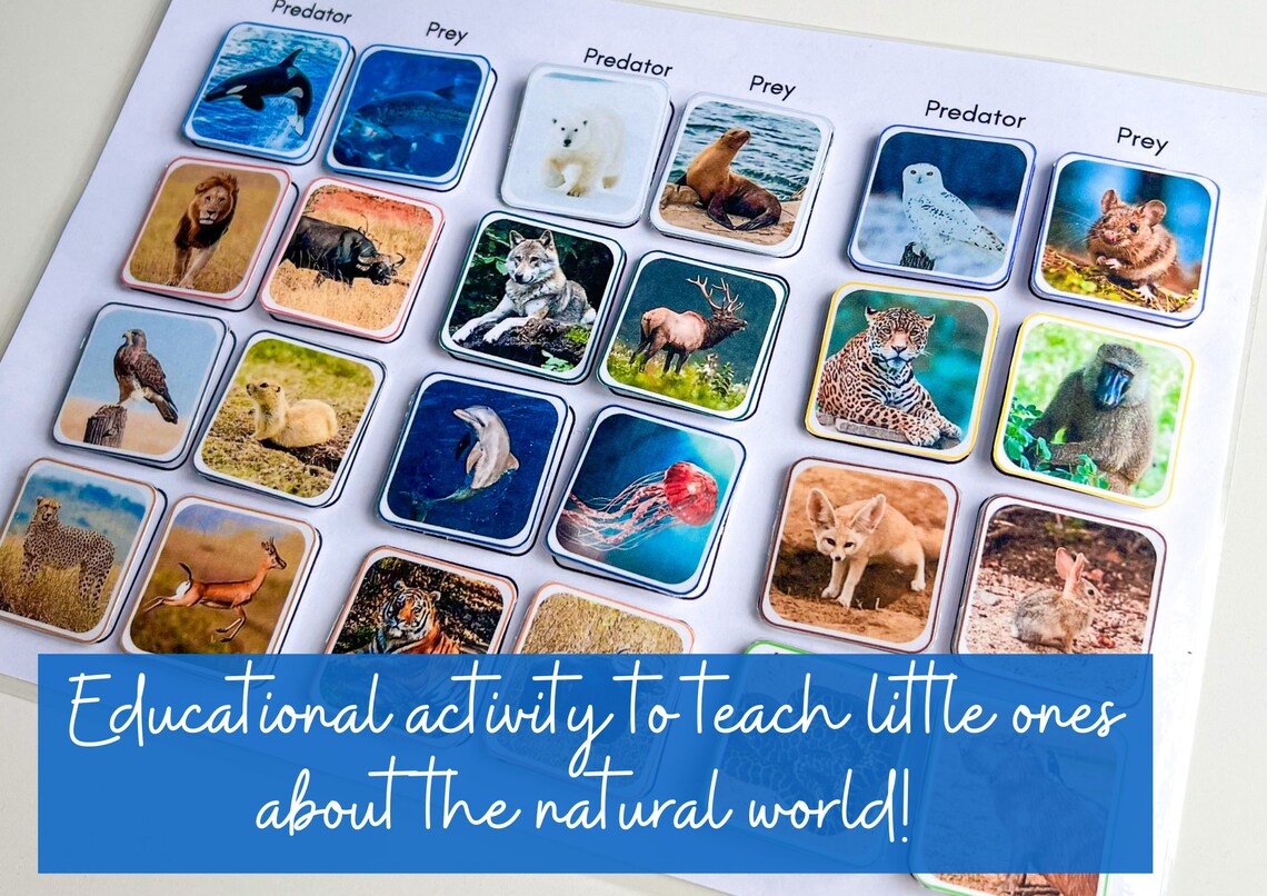 Animal Educational Activities for Preschool Predator and Prey Animal ...