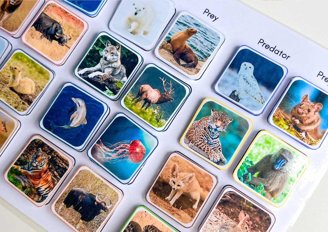 Animal Educational Activities for Preschool Predator and Prey Animal ...