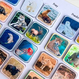 Animal Educational Activities for Preschool Predator and Prey Animal ...