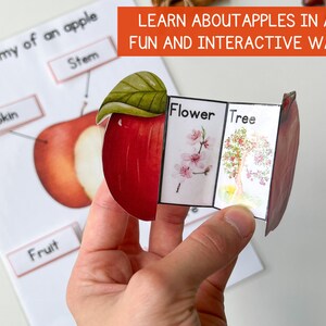 Apple Life Cycle Autumn Printable Worksheet Fall Activity for Toddlers ...