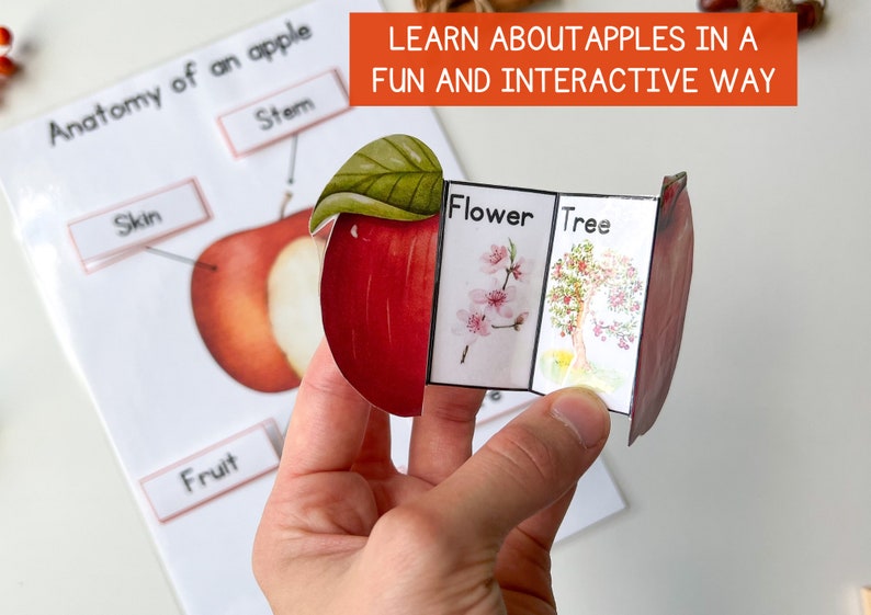 Apple Life Cycle Autumn Printable Worksheet Fall Activity for Toddlers ...