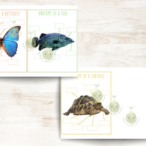 Animal Classification Anatomy Unit Study Printable Homeschool ...