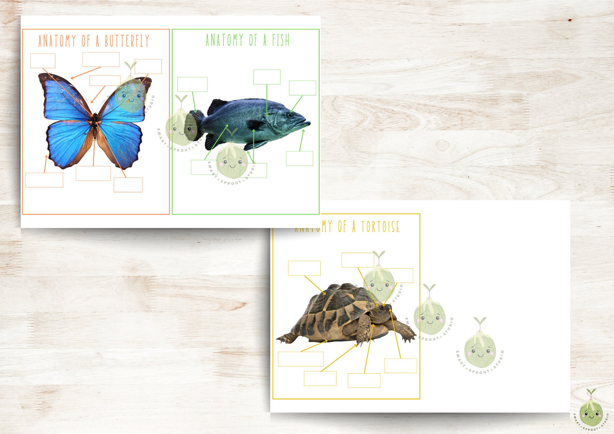 Animal Classification Anatomy Unit Study Printable Homeschool ...