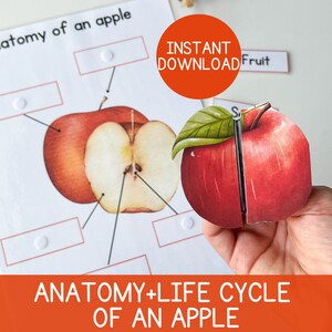 Apple Life Cycle Autumn Printable Worksheet Fall Activity for Toddlers ...
