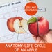 Apple Life Cycle Autumn Printable Worksheet Fall Activity for - Etsy