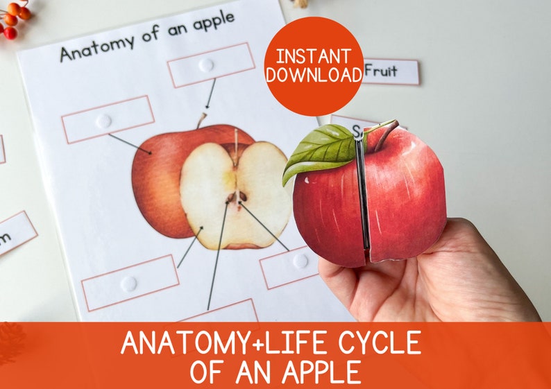 Apple Life Cycle Autumn Printable Worksheet Fall Activity for Toddlers ...