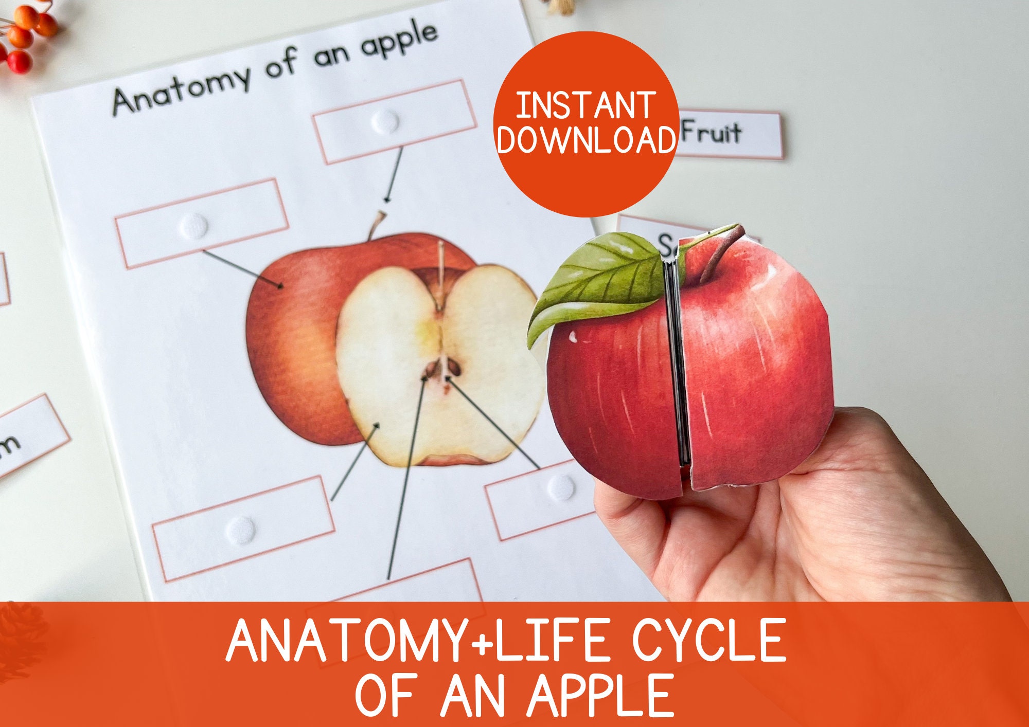 Apple Life Cycle Autumn Printable Worksheet Fall Activity for Toddlers ...