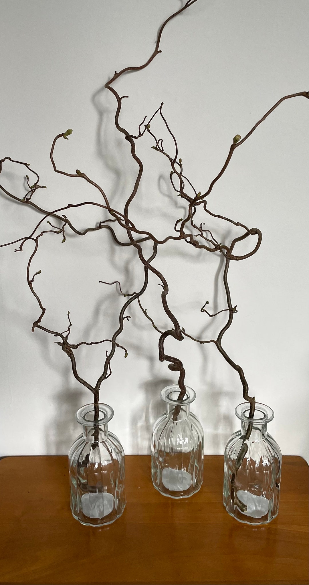 Twisted Hazel Corylus Contorta Branch, Curly Twigs for Vase Arrangement ...