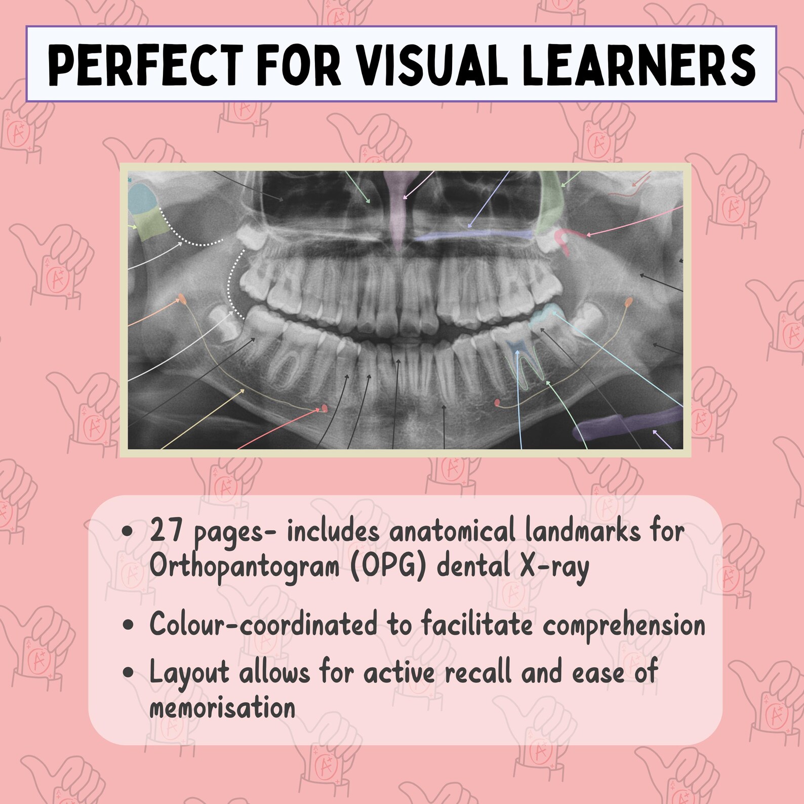 2026 OPG Dental X-ray Anatomy, Orthopantogram for Rad Techs ...