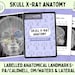 Skull X-ray Anatomy, Pa/caldwell, Om/waters & Lateral, 2025 Radiography ...