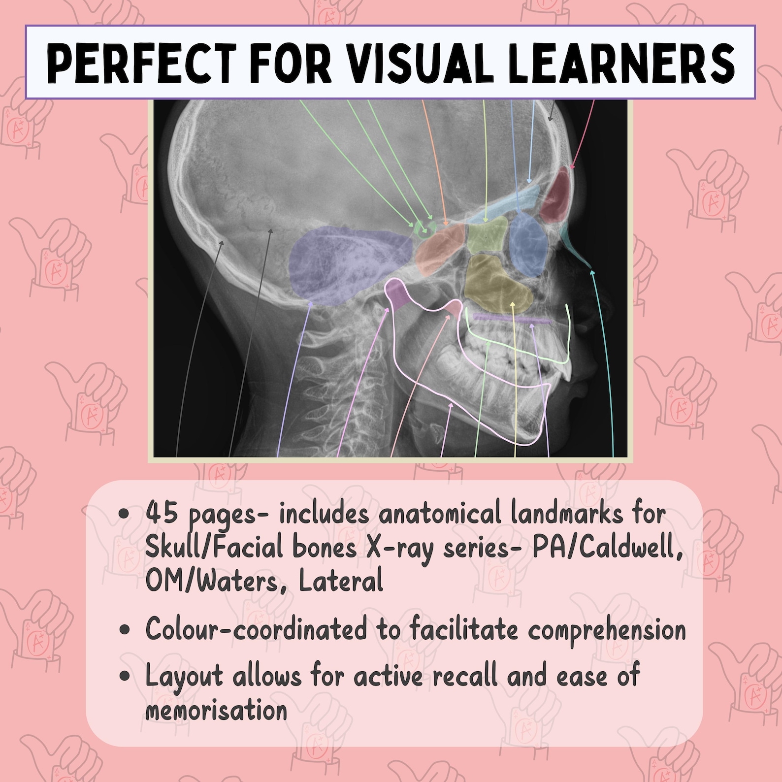 Skull X-ray Anatomy, Pa/caldwell, Om/waters & Lateral, 2025 Radiography ...