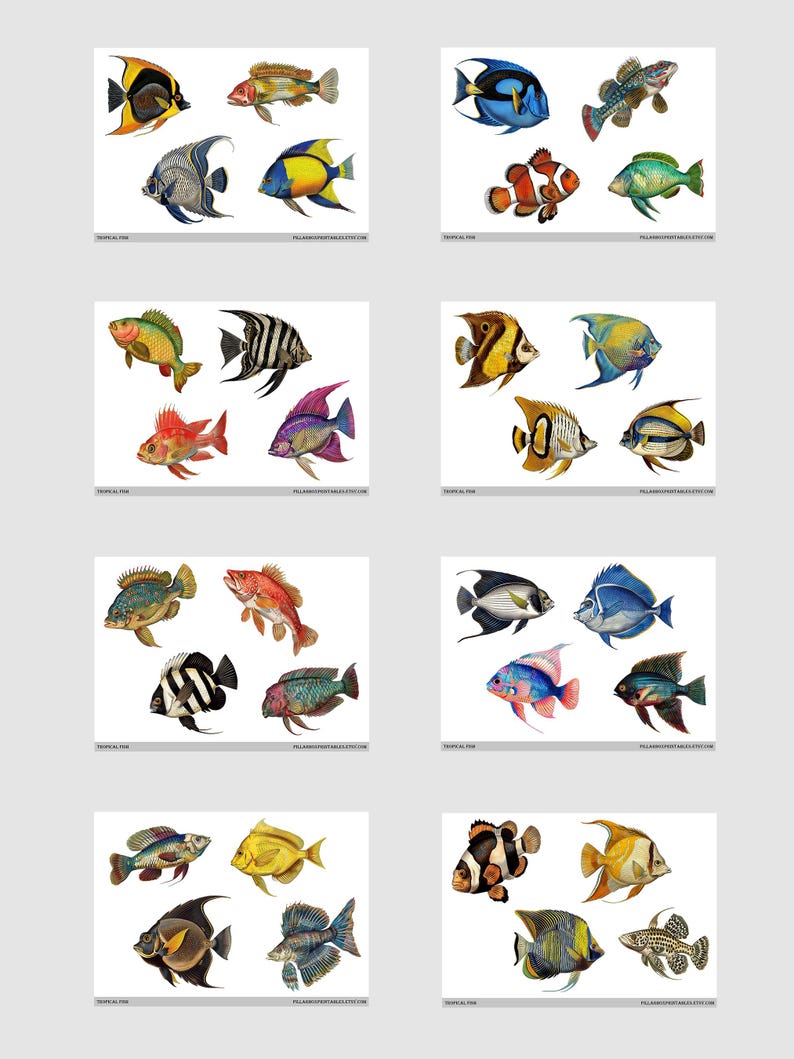 Tropical Fish Fussy Cut Printable Pages // 60 Vintage Inspired Image ...