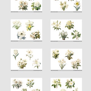 White and Cream Flowers Printable Pages // 60 Vintage Inspired Fussy ...