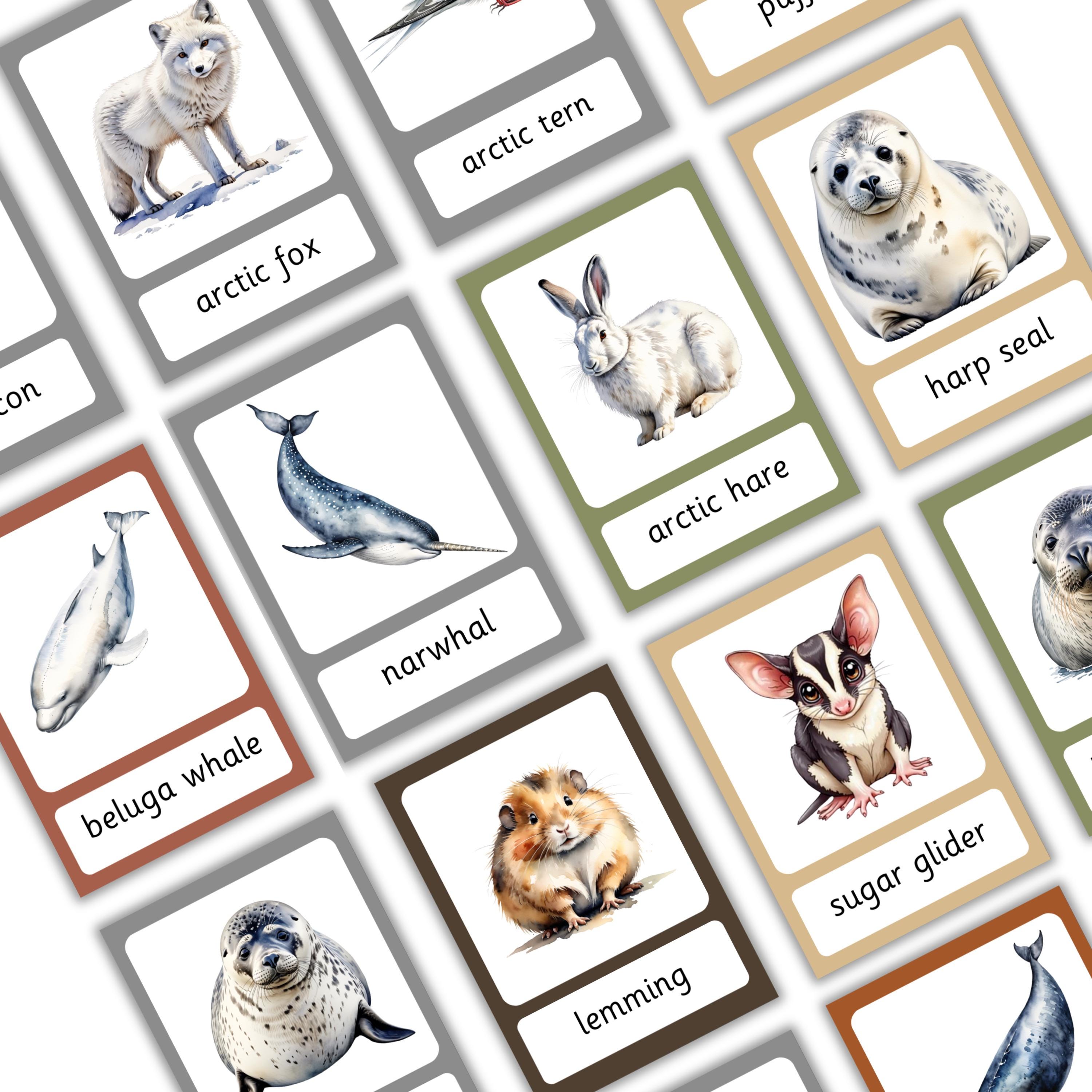 Arctic Animals Flashcards, Watercolor Animal Flash Cards, Educational ...