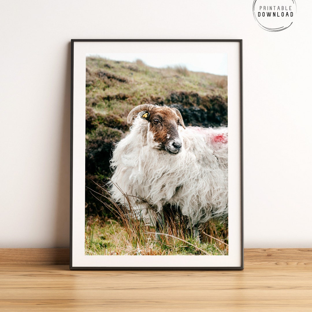 Irish Sheep, Ireland Wall Art, Irish Countryside Printable Photography ...