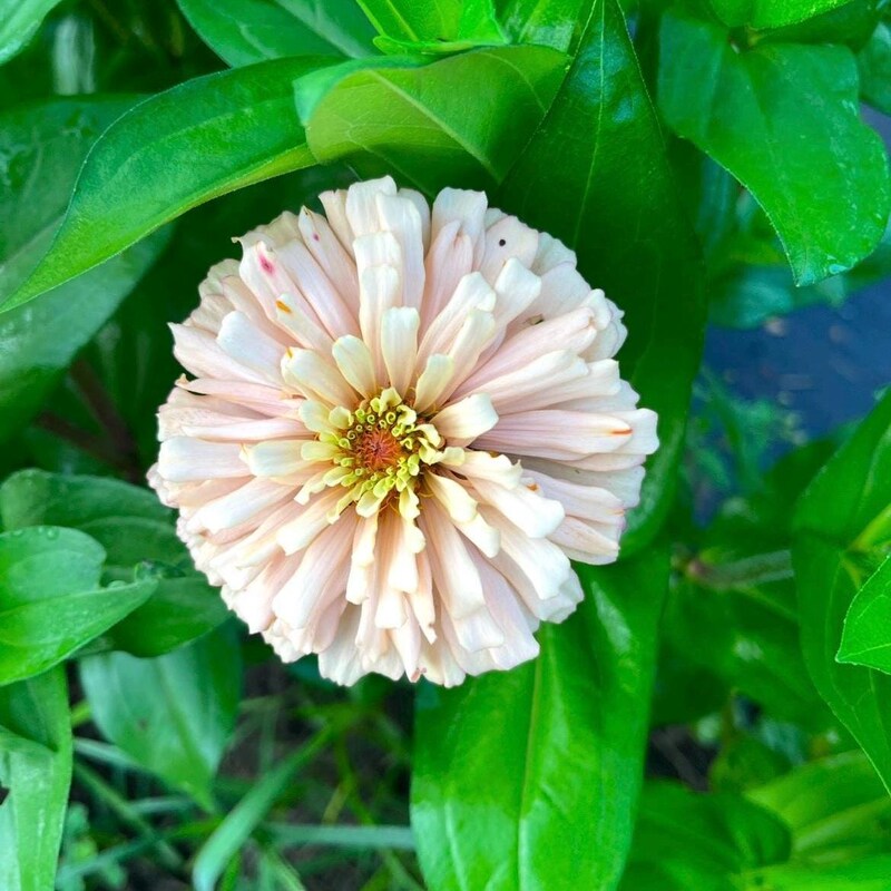 Rare Zinnia Seeds - Etsy