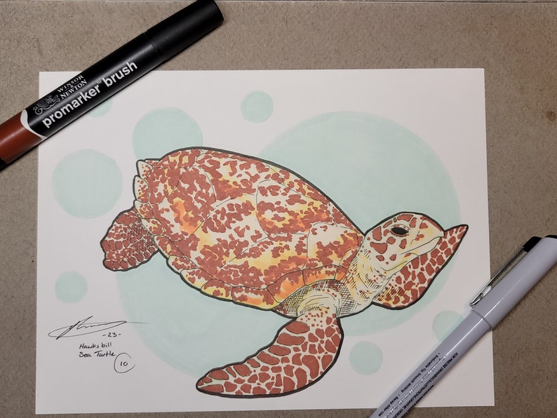 Hawksbill Sea Turtle Original - Etsy