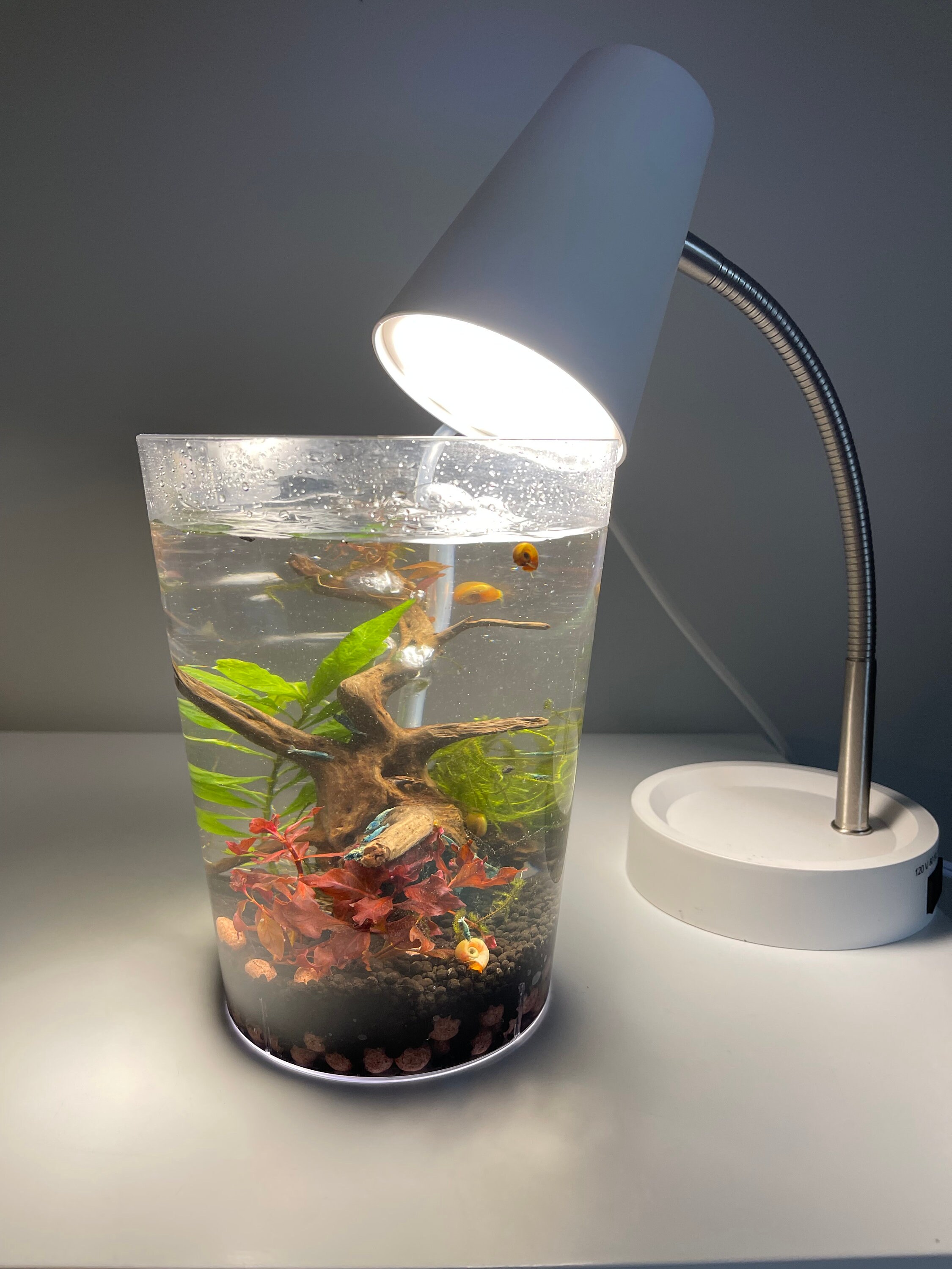 Shrimp Desktop Aquarium - Etsy