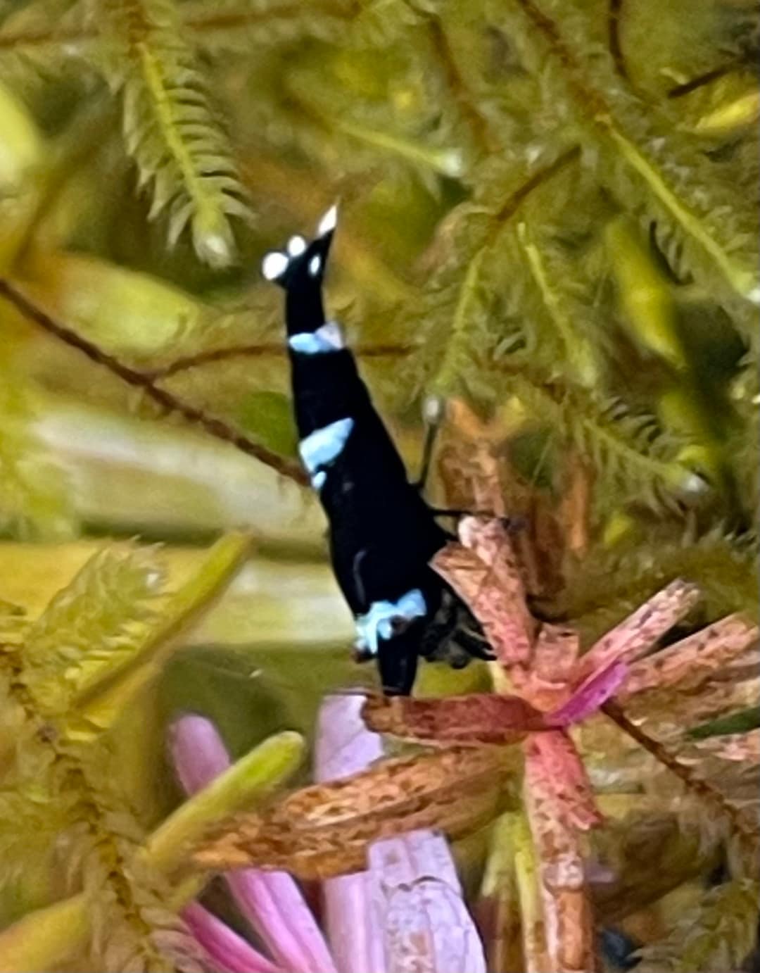 Shadow Panda Cardinia Shrimp group of 6 - Etsy