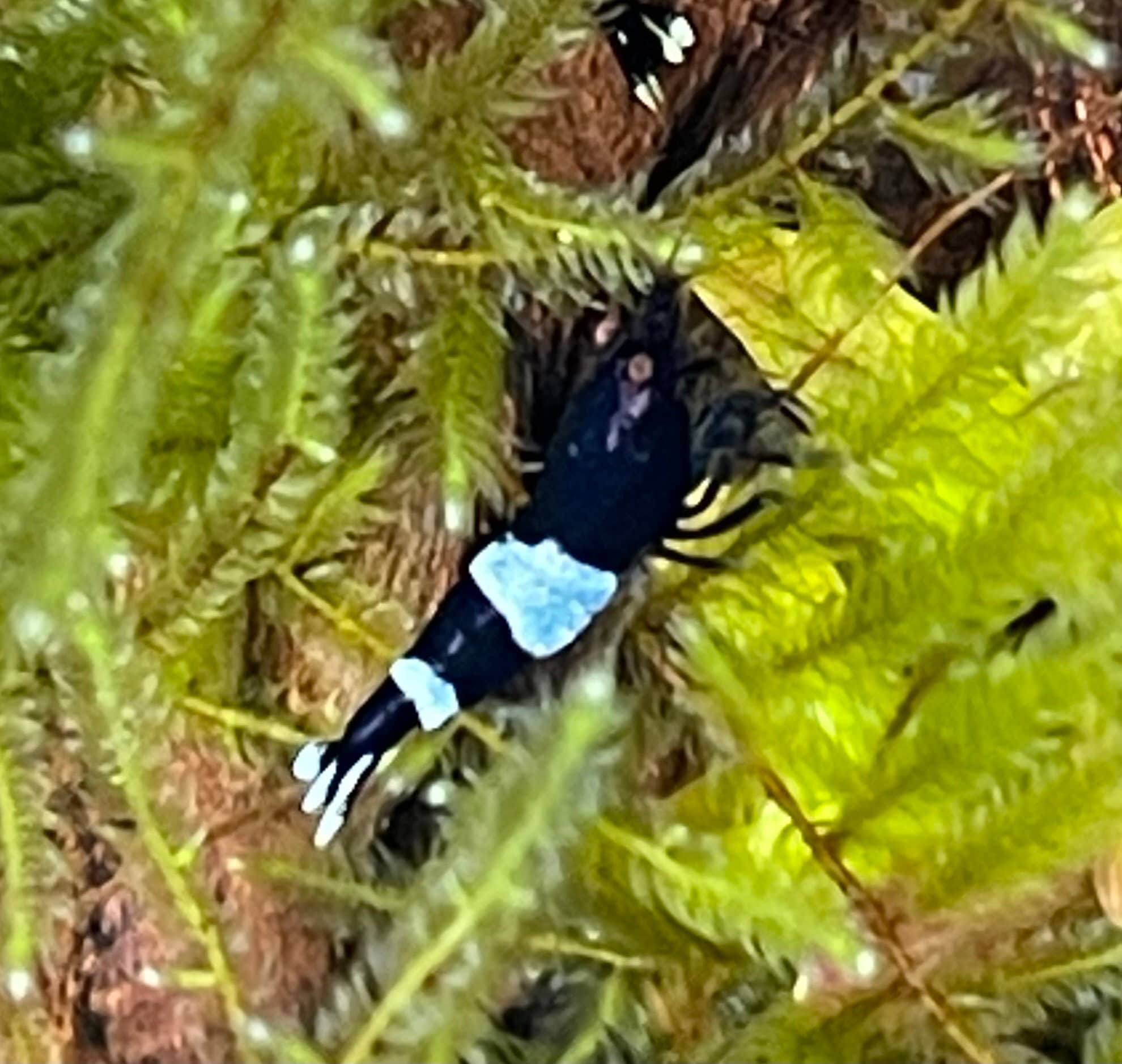 Shadow Panda Cardinia Shrimp group of 6 - Etsy