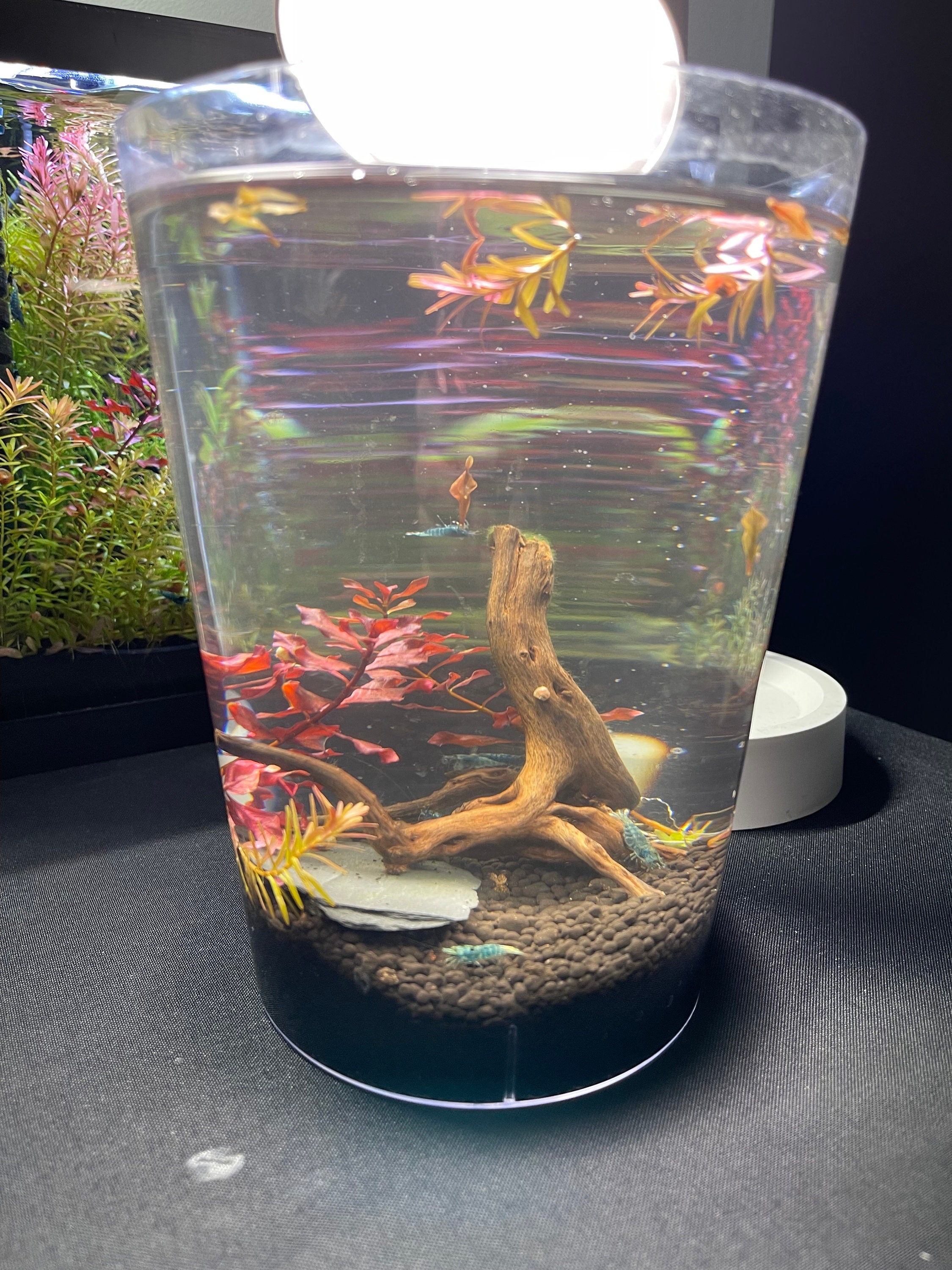 Shrimp Desktop Aquarium - Etsy