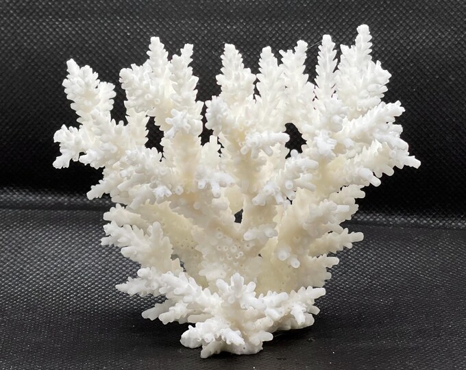Acropora Coral Skeleton (rare Colony) - Etsy