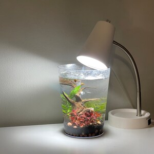 Shrimp Desktop Aquarium - Etsy
