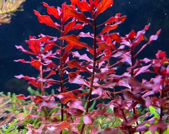 Ludwigia Sp. 'super Red Mini' BUY3GET1FREE Live Aquarium Red Plant ...