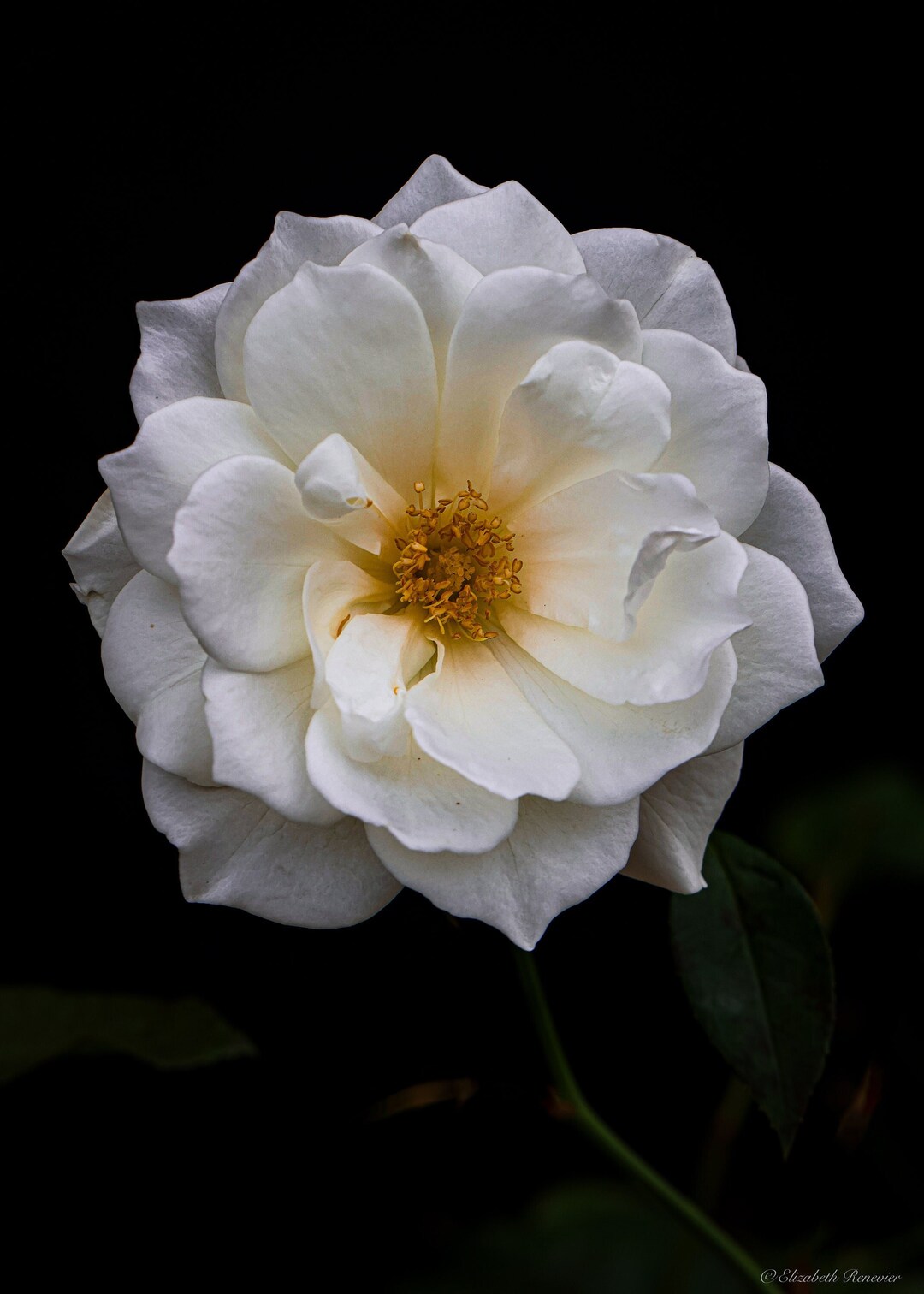 White Rose With Black Background / Digital Downloadable Photo - Etsy