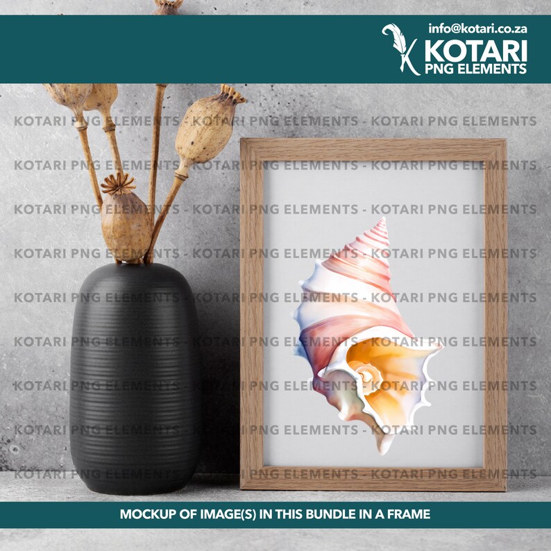 Sea Shells Transparent PNG Clipart Commercial Use - Etsy